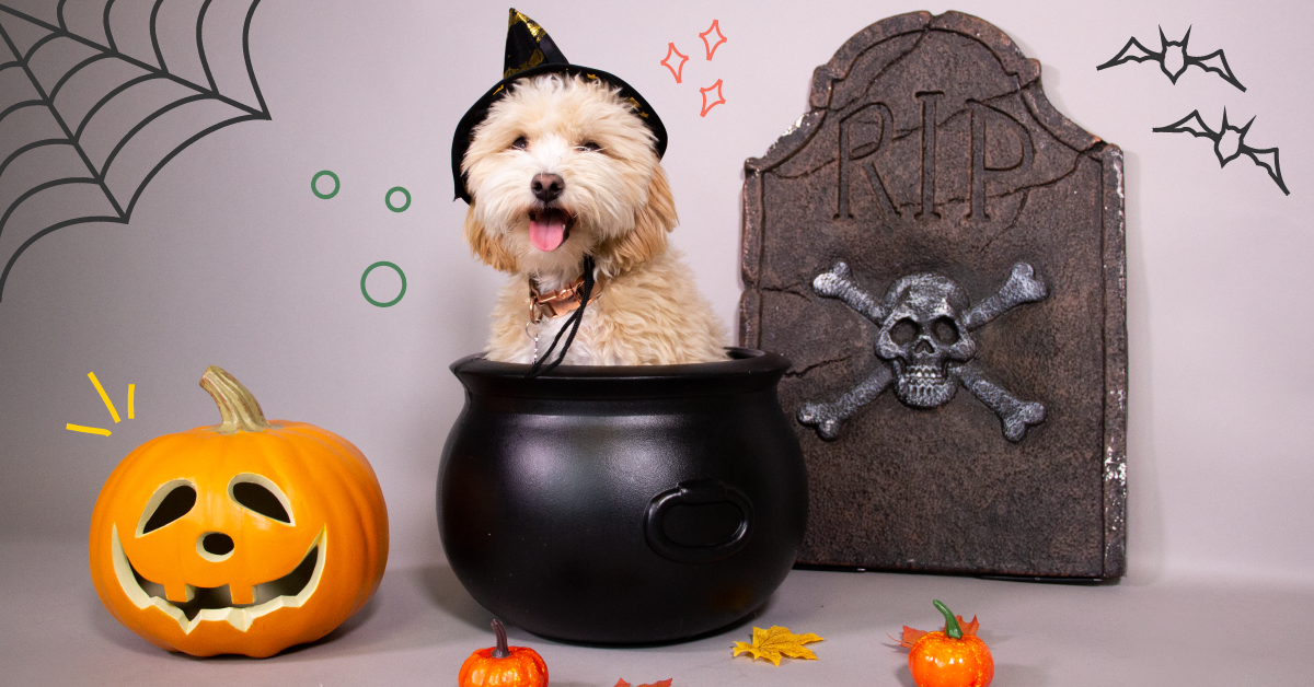 New Year, New Pups — The 2020 Dogs of NextRoll | AdRoll